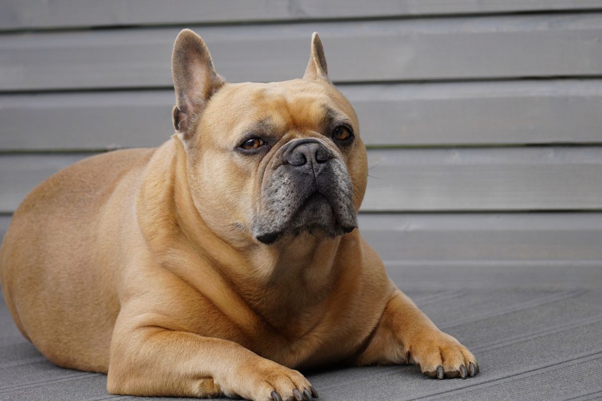 15 Lazy Dog Breeds With Low Energy