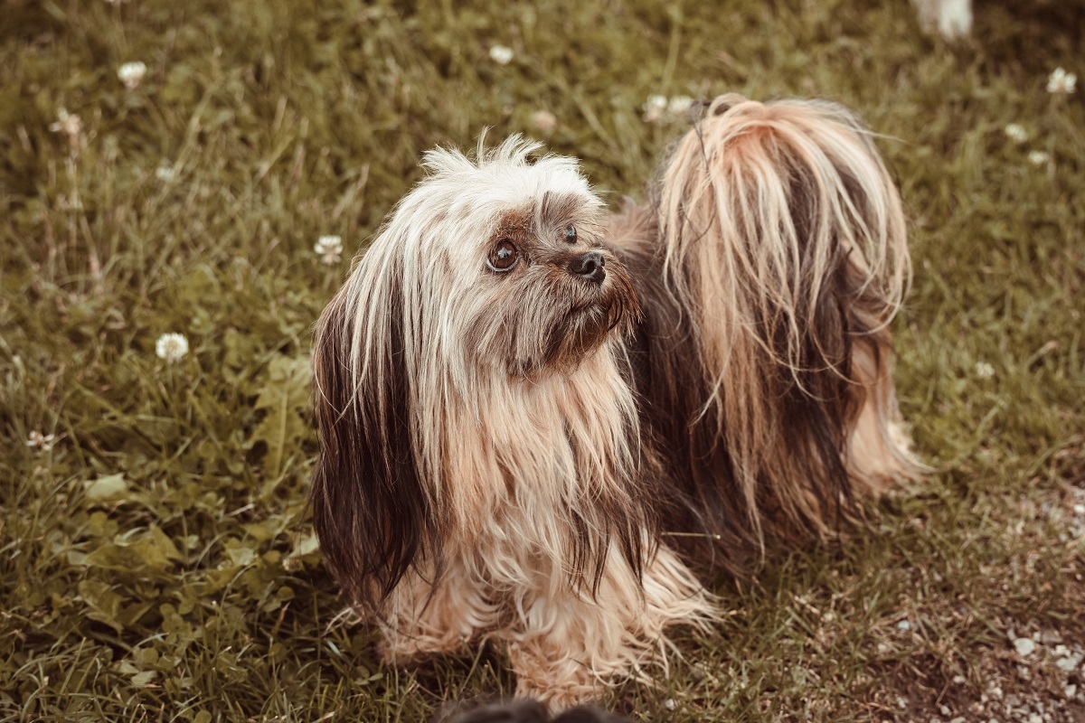 19 Long-Haired Dog Breeds - Charm Of Dogs With Long Hair