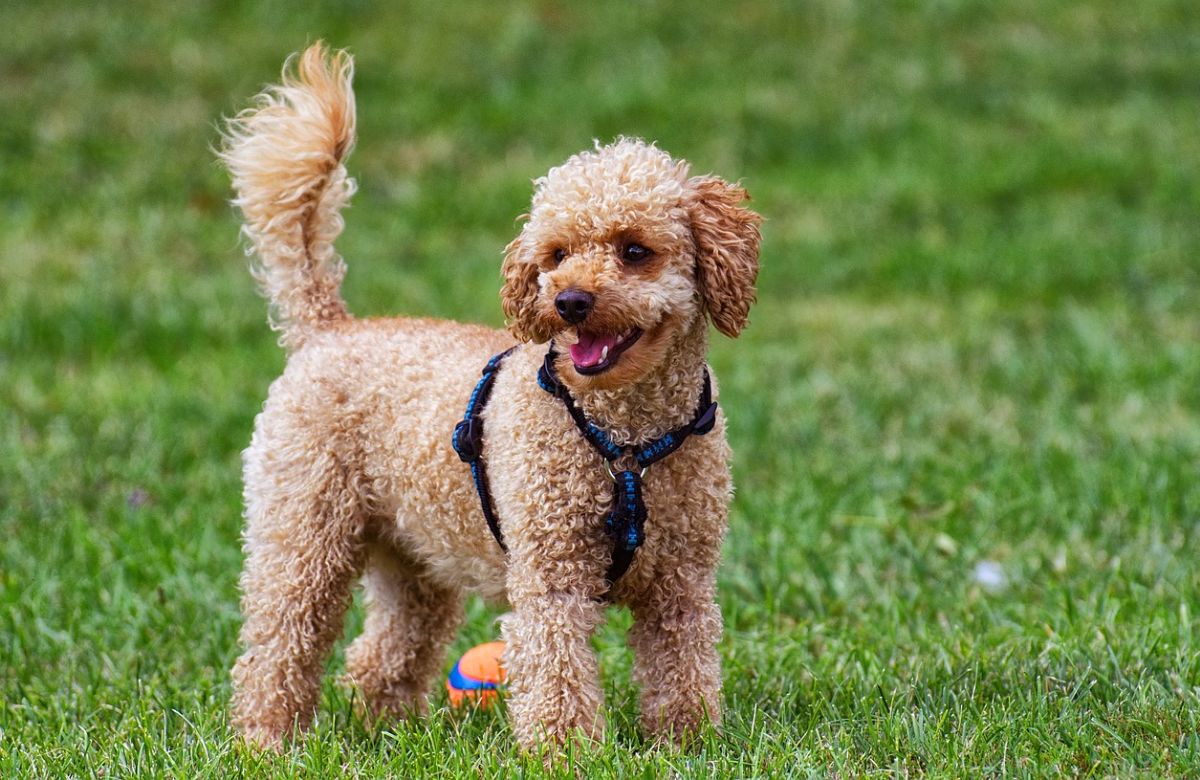 15 Low-Maintenance Dog Breeds For Busy Owners