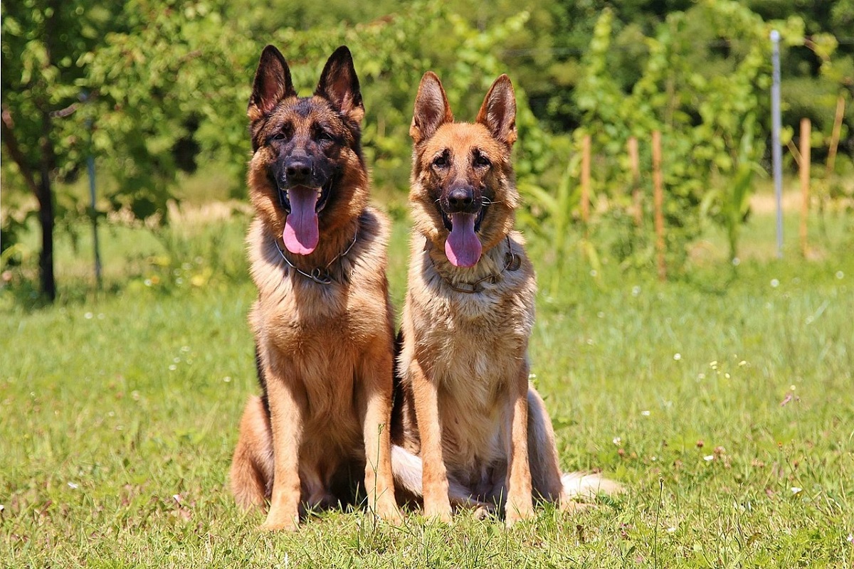17 Most Loyal Dog Breeds That Define Loyalty And Devotion