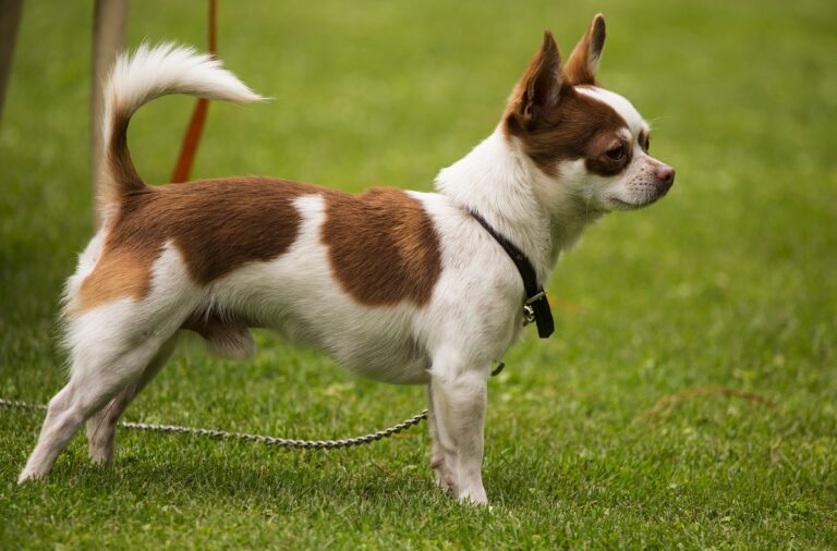 17 Most Loyal Dog Breeds That Define Loyalty And Devotion