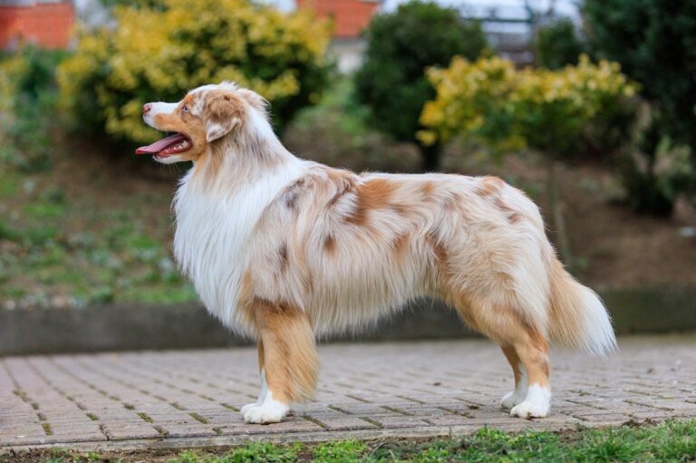 17 Most Loyal Dog Breeds That Define Loyalty And Devotion