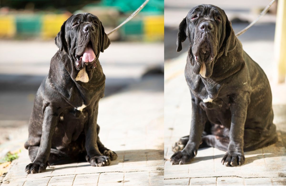 7 Mastiff Dog Breeds Exuding Strength, Grace, & Love