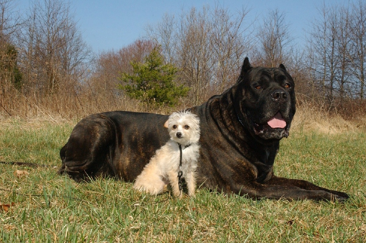 7 Mastiff Dog Breeds Exuding Strength, Grace, & Love