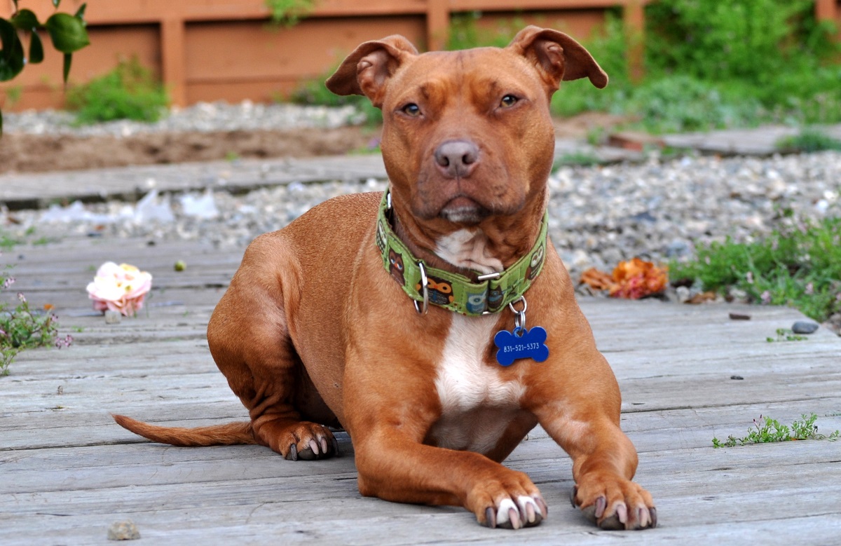 43 Best Large Dog Breeds To Fill Your Home With Extra Love!