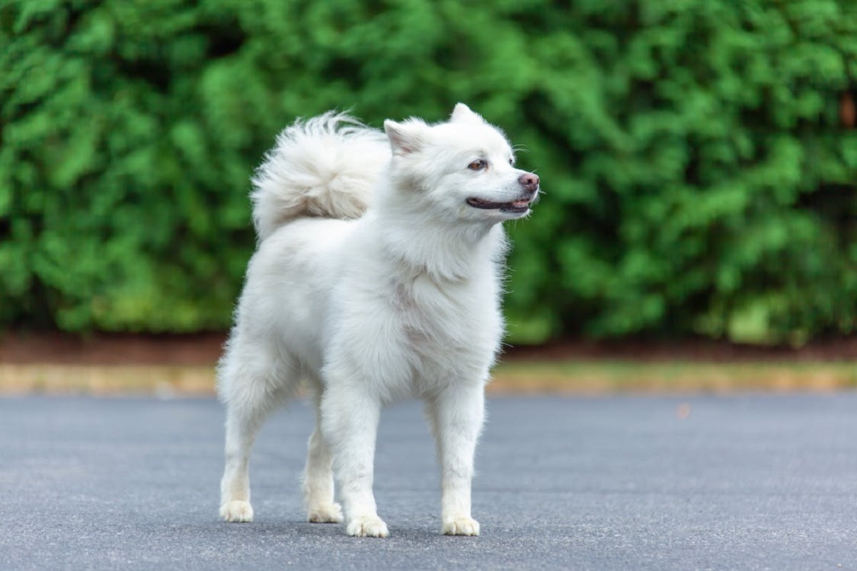 Top 17 Beautiful White Dog Breeds To Simply Adore And Admire