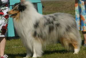 Merle Dog Breeds & The Magic Behind These Unique Dog Breeds