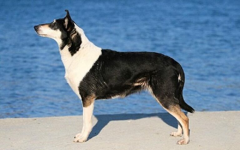 Merle Dog Breeds & The Magic Behind These Unique Dog Breeds
