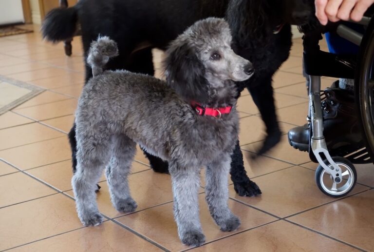 Merle Dog Breeds & The Magic Behind These Unique Dog Breeds