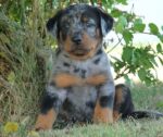 Merle Dog Breeds & The Magic Behind These Unique Dog Breeds