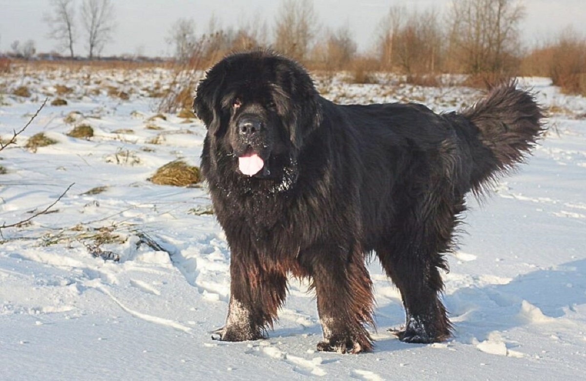 17 Most Loyal Dog Breeds That Define Loyalty And Devotion