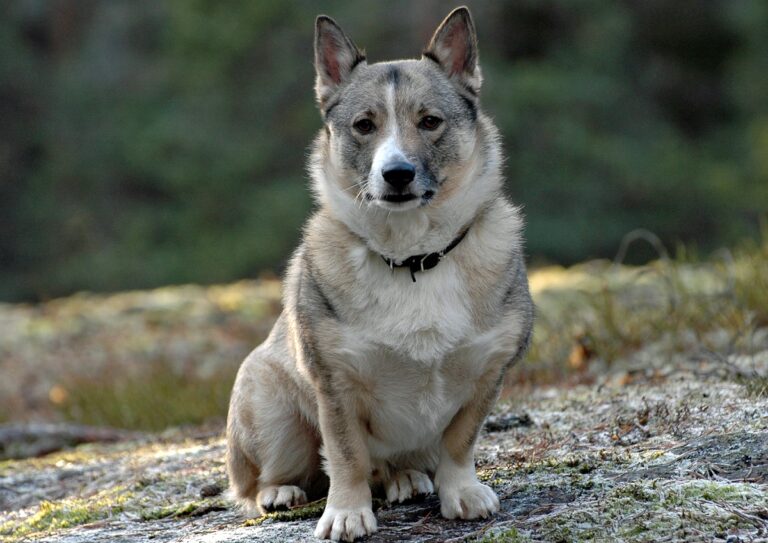 22 Rare Dog Breeds You Might Not Know About