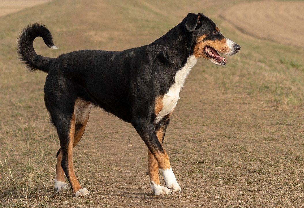 Top 13 Mountain Dog Breeds Shaped By Altitude And Attitude