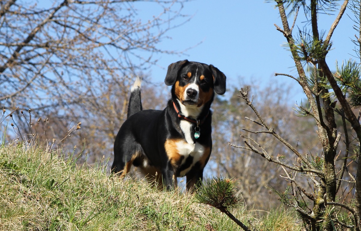 Top 13 Mountain Dog Breeds Shaped By Altitude And Attitude