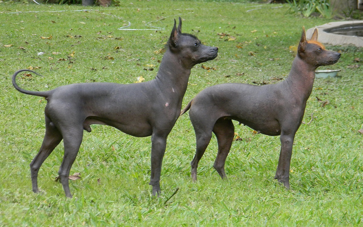 9 Hairless Dog Breeds - Surprisingly Cuddly & Affectionate