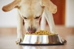 Top Pet Food Manufacturers And Companies In The World
