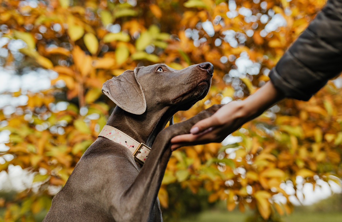 Positive Reinforcement Dog Training Methods: Do's & Don'ts