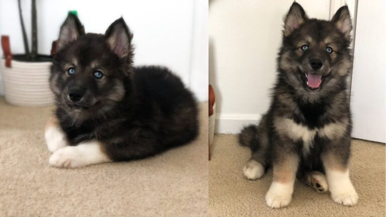 22 Types Of Huskies That Every Dog Enthusiast Should Know
