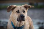 22 Rare Dog Breeds You Might Not Know About