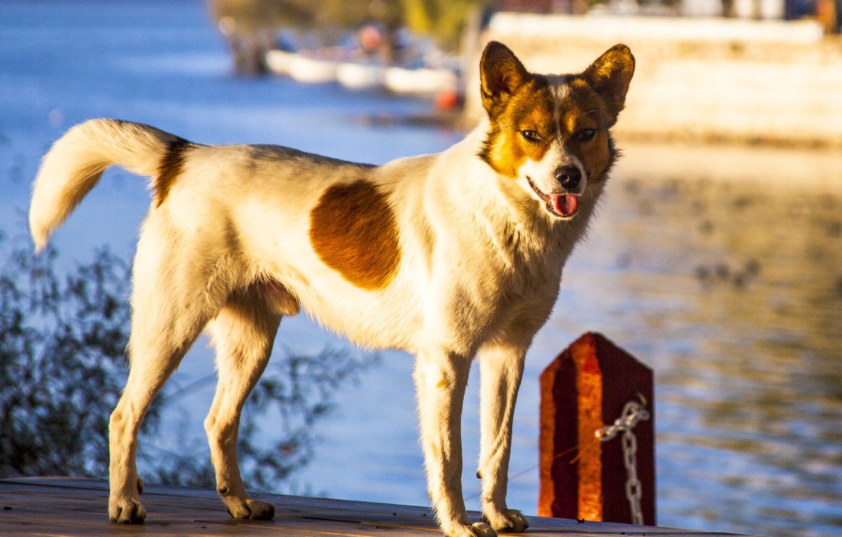 22 Rare Dog Breeds You Might Not Know About