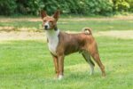 22 Rare Dog Breeds You Might Not Know About