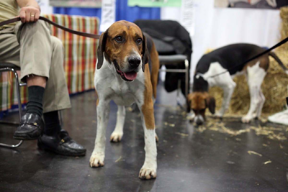 22 Rare Dog Breeds You Might Not Know About - TOP DOG SITE