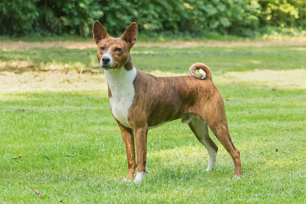 22 Rare Dog Breeds You Might Not Know About