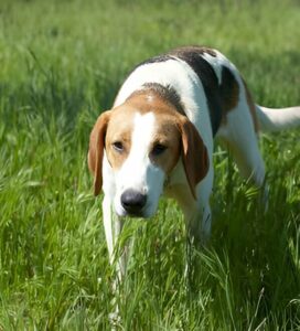 15 Russian Dog Breeds: Dog Breeds From Russia