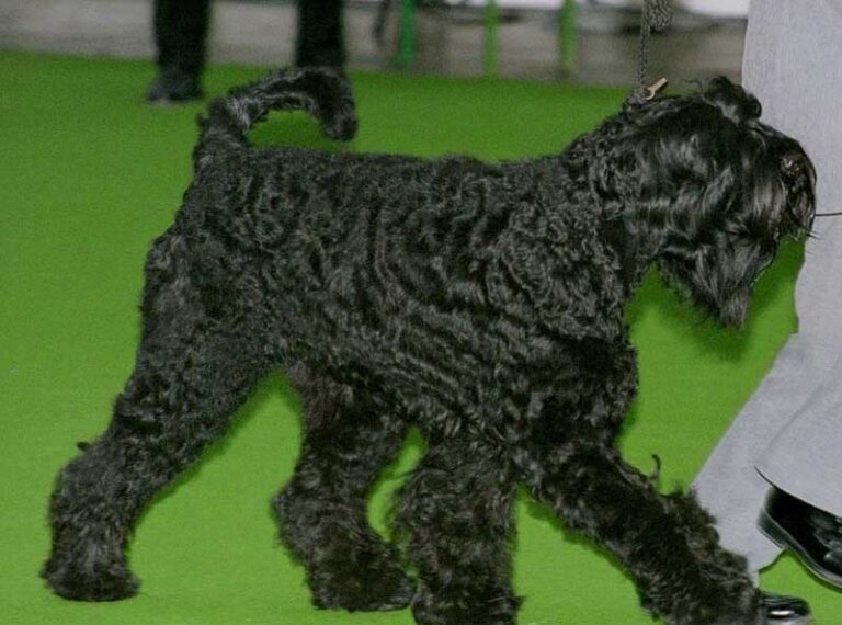 15 Russian Dog Breeds: Dog Breeds From Russia