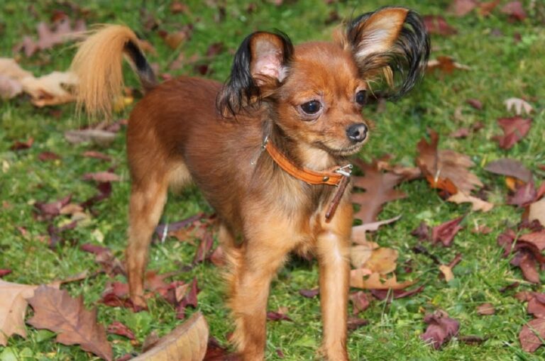 15 Russian Dog Breeds: Dog Breeds From Russia