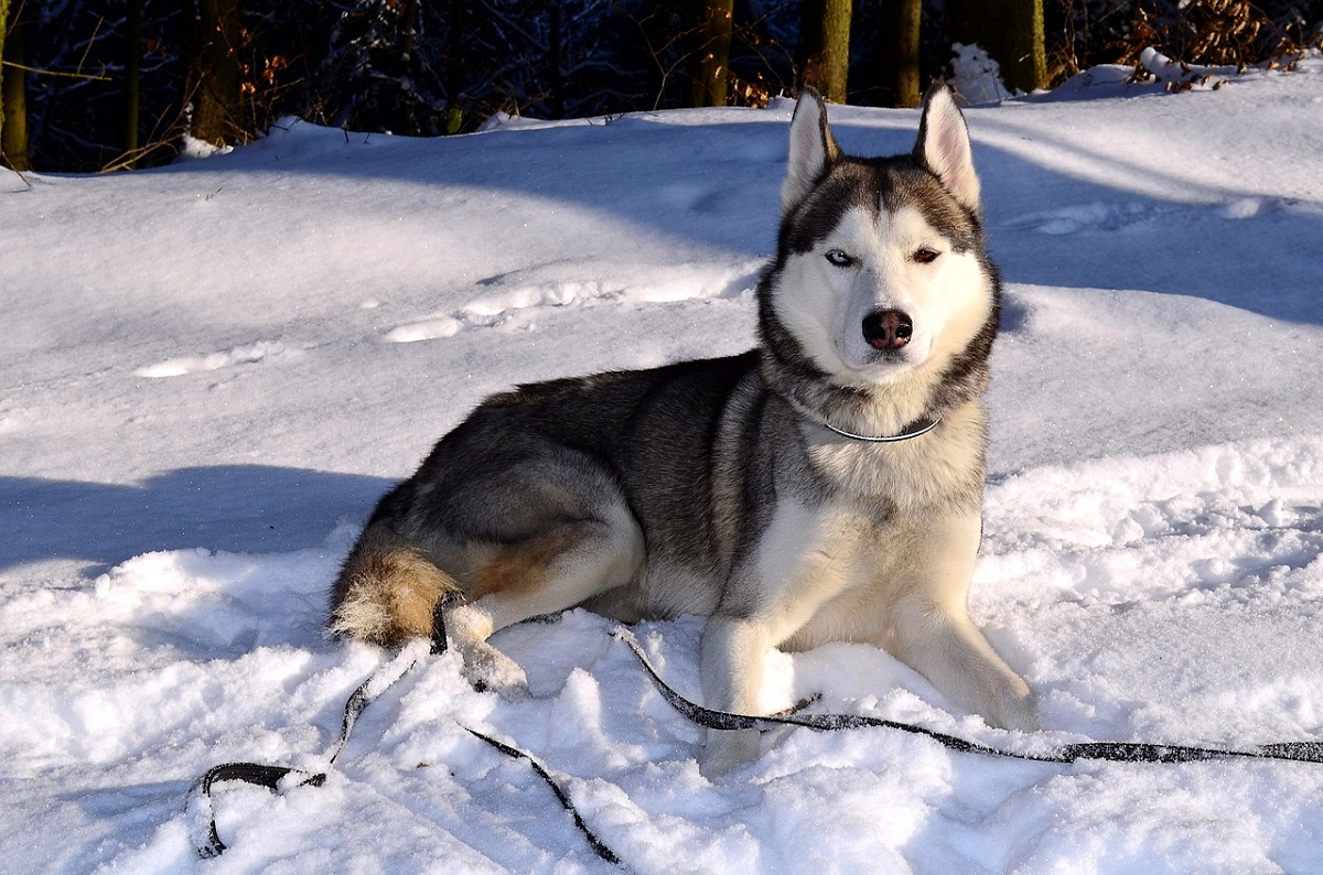15 Russian Dog Breeds: Dog Breeds From Russia