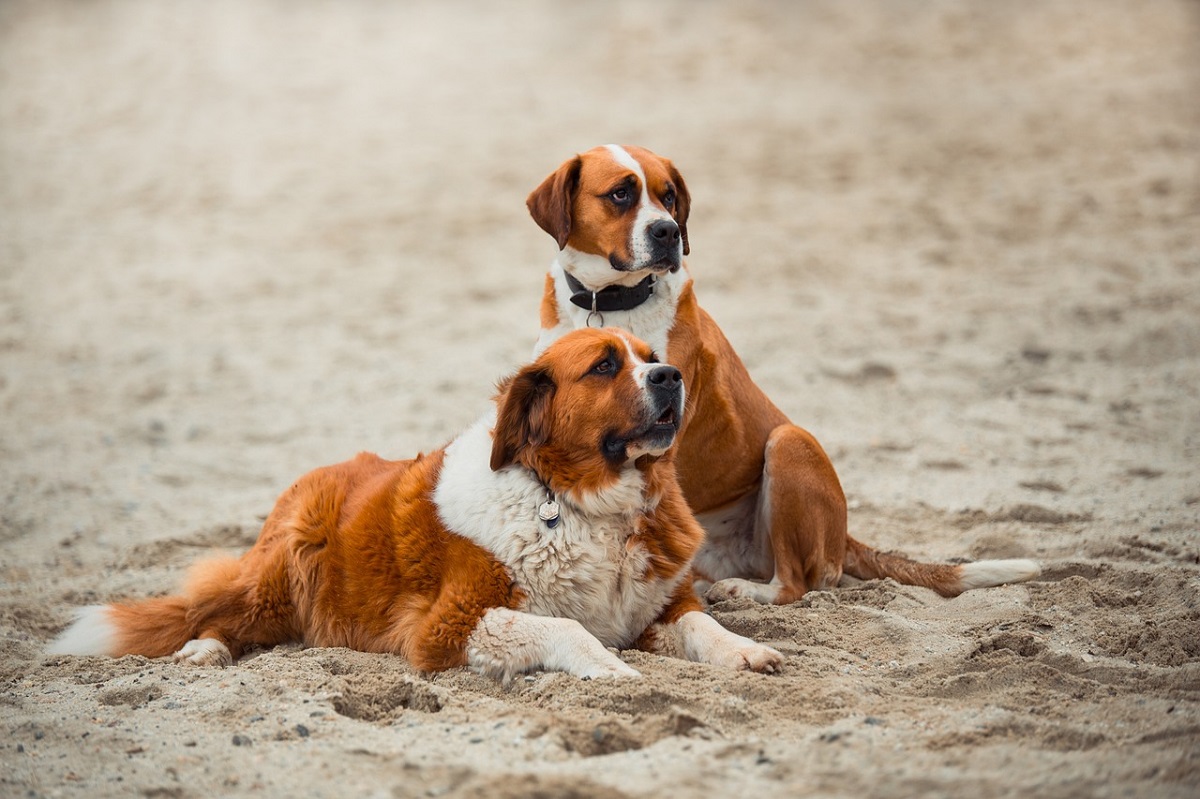 Top 13 Mountain Dog Breeds Shaped By Altitude And Attitude