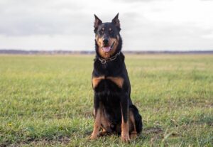 17 Types Of Shepherd Dogs - Breed Information & Profiles