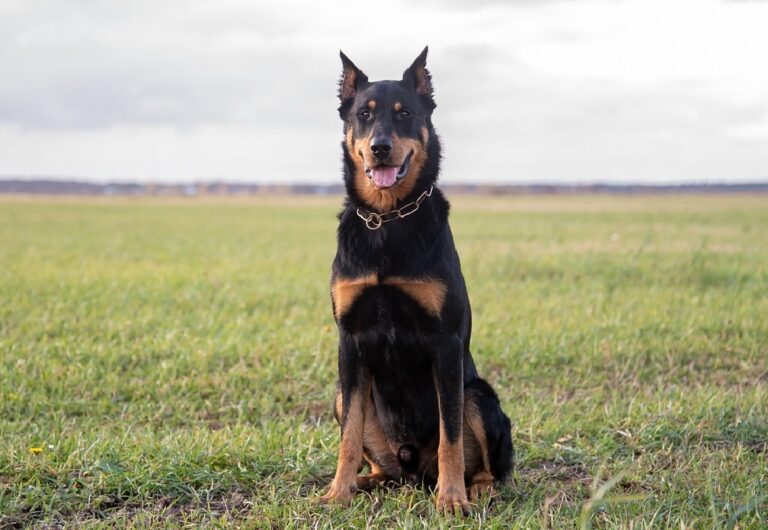 17 Types Of Shepherd Dogs - Breed Information & Profiles