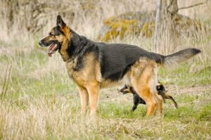 17 Types Of Shepherd Dogs - Breed Information & Profiles