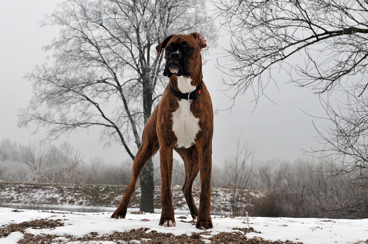 17 Short-Haired Dog Breeds For Hassle-Free Grooming