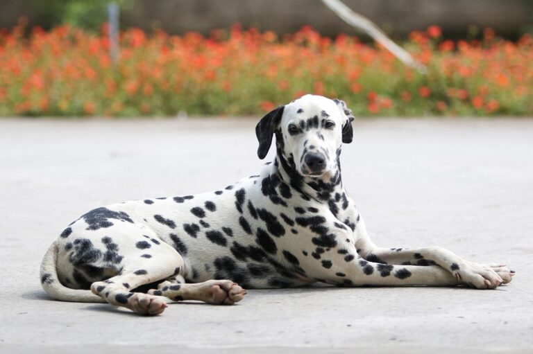 17 Short-Haired Dog Breeds For Hassle-Free Grooming