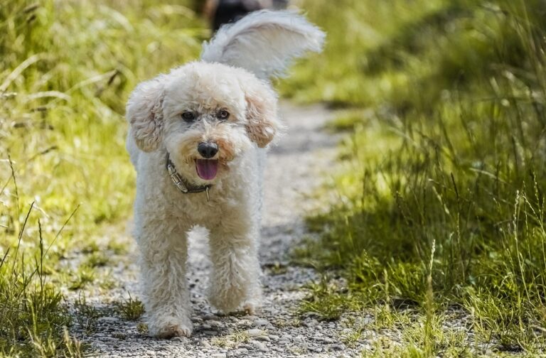 13 Calmest Dog Breeds That Are Perfect For A Peaceful Home