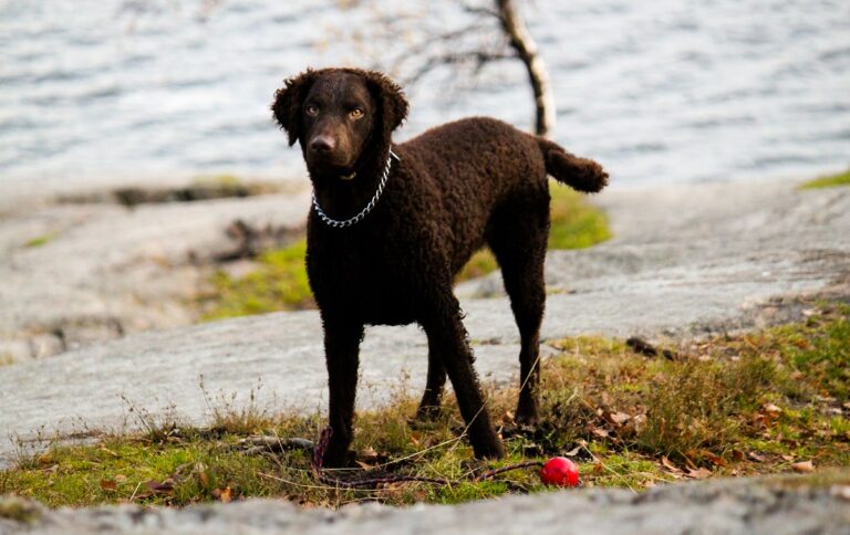 17 Water Dog Breeds That Are More Than Just Good Swimmers