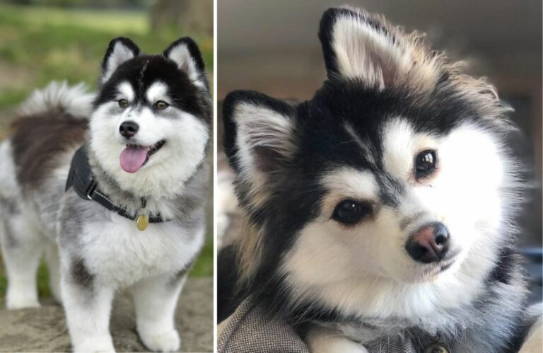 22 Types Of Huskies That Every Dog Enthusiast Should Know