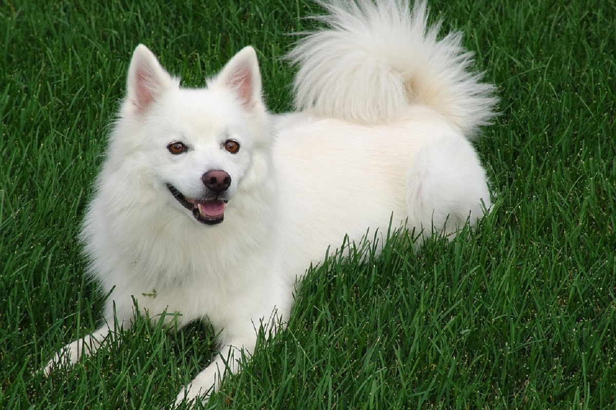 11 Japanese Dog Breeds Full Of Personality And Poise
