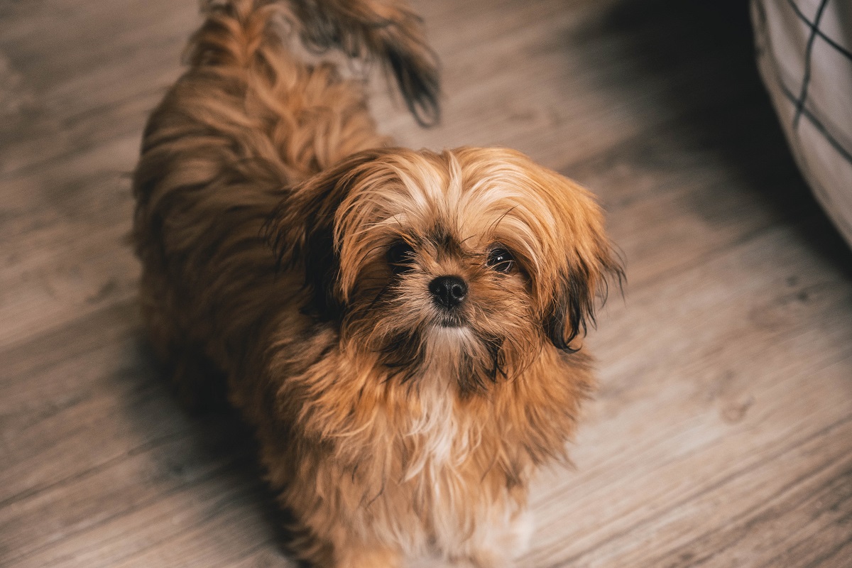 19 Long-Haired Dog Breeds - Charm Of Dogs With Long Hair - TOP DOG SITE