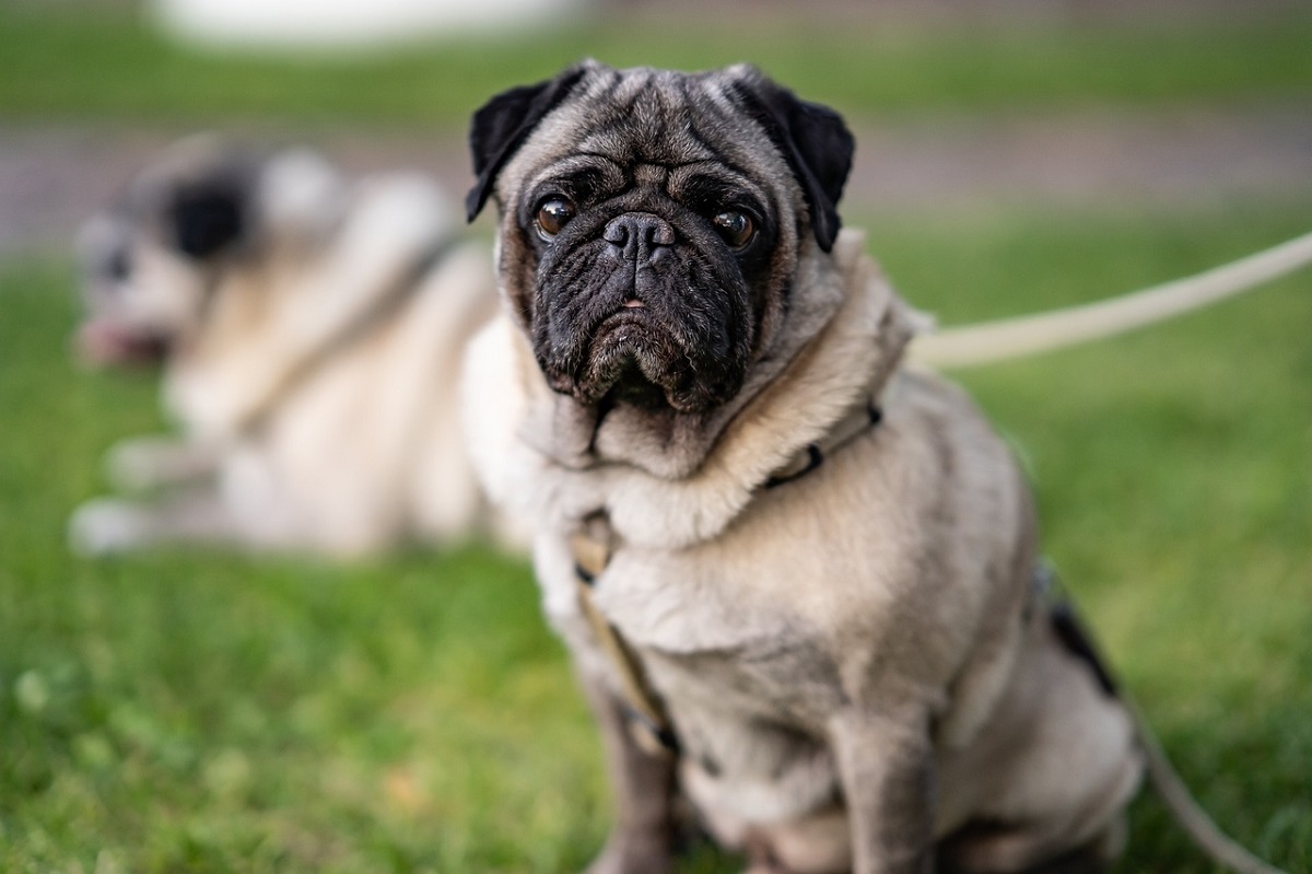 15 Low-Maintenance Dog Breeds For Busy Owners