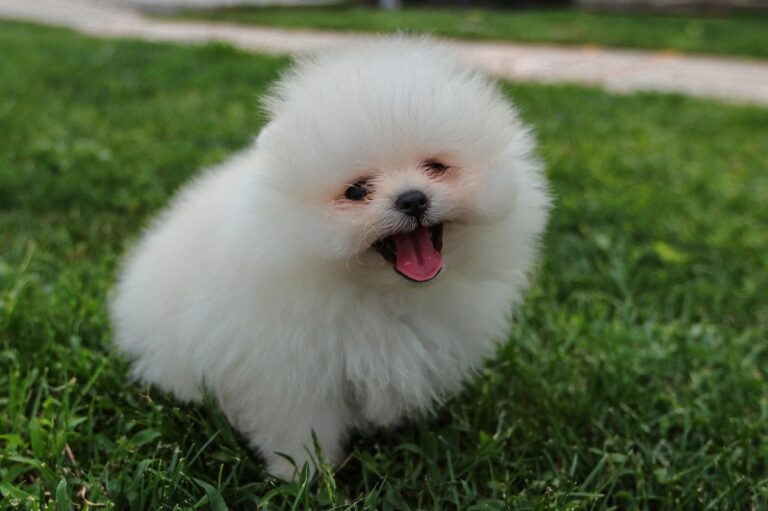 12 Small White Dog Breeds That Are Too Adorable To Miss!!