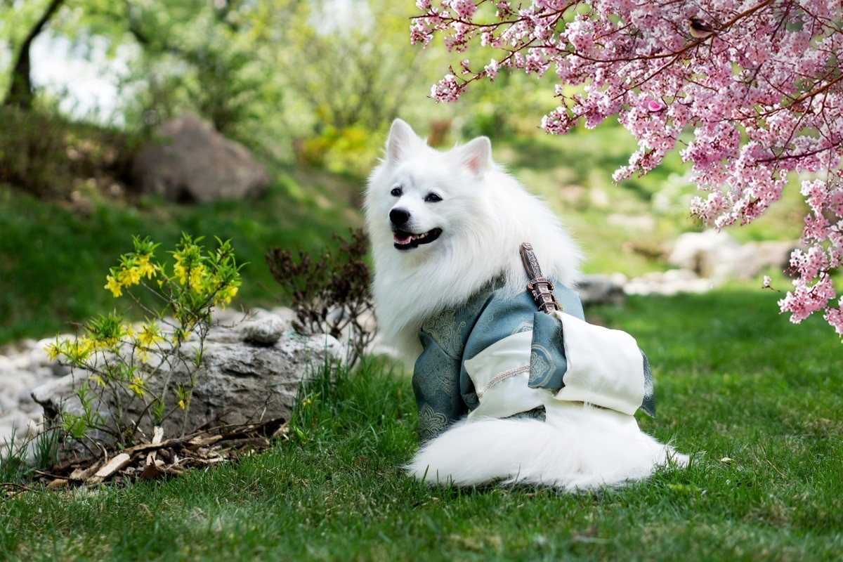 Top 17 Beautiful White Dog Breeds To Simply Adore And Admire