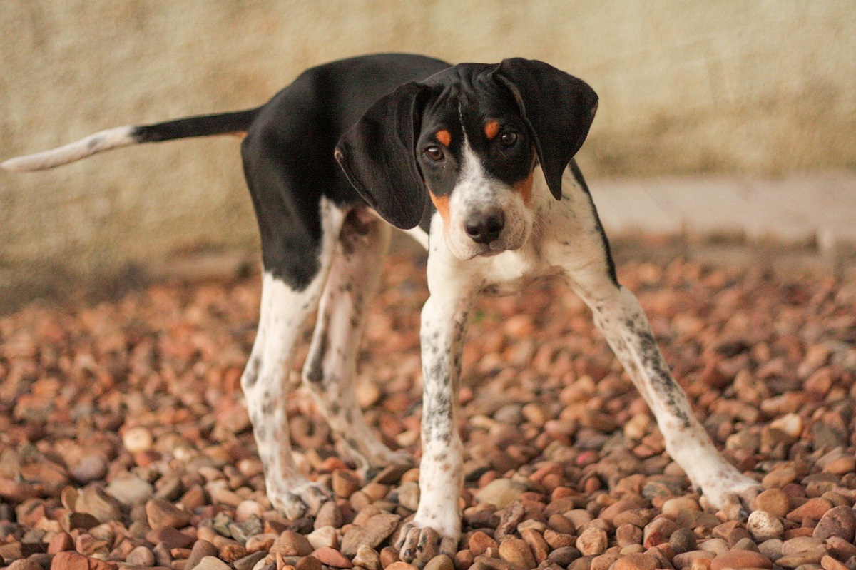 22 Rare Dog Breeds You Might Not Know About