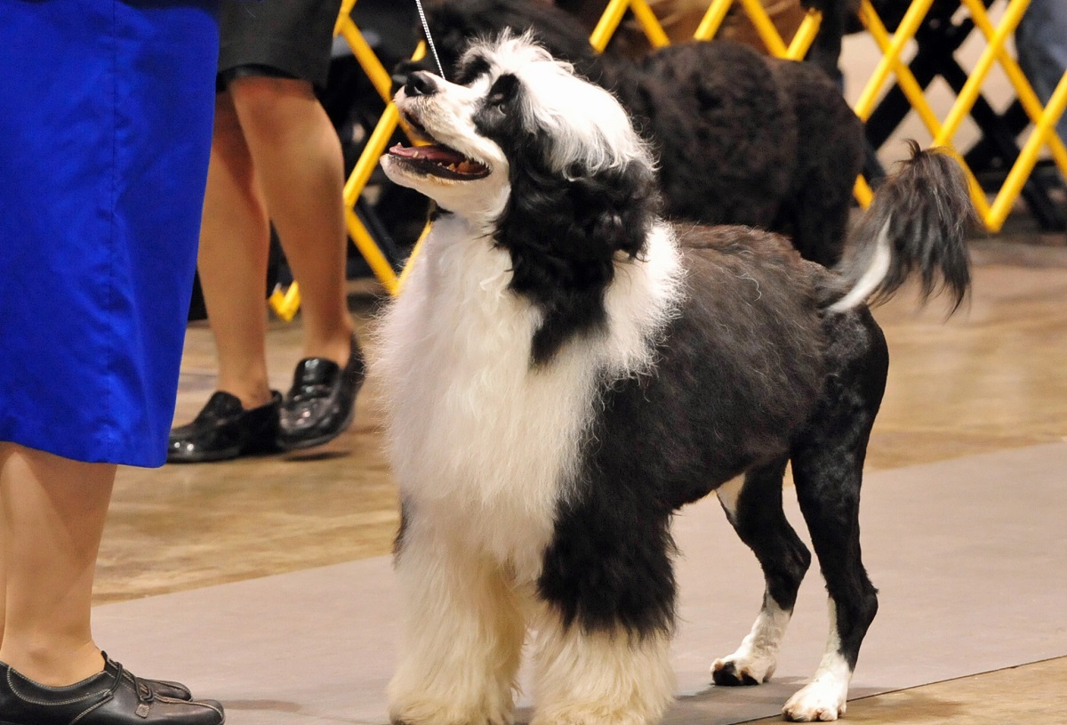 17 Water Dog Breeds That Are More Than Just Good Swimmers