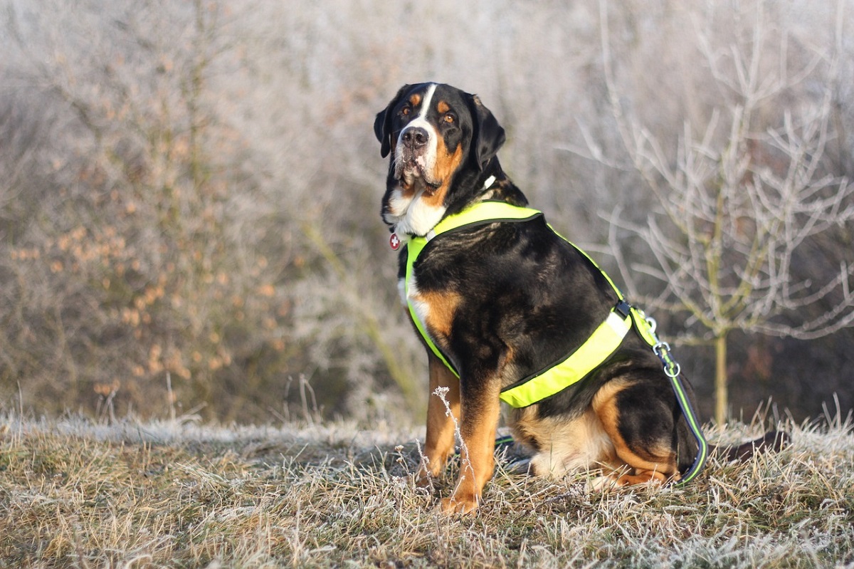 Top 13 Mountain Dog Breeds Shaped By Altitude And Attitude
