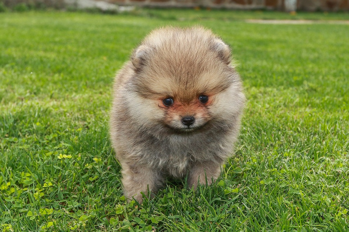 9 Lovely & Charming Teacup Dog Breeds That Steal The Show