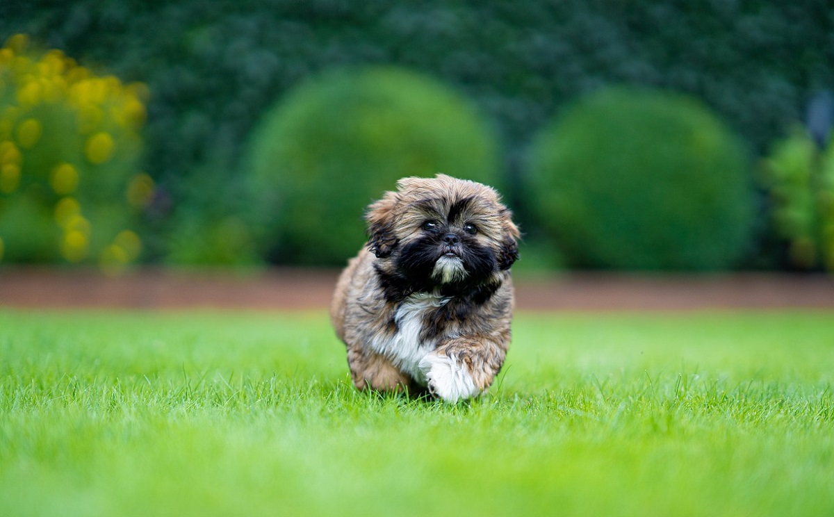 9 Lovely & Charming Teacup Dog Breeds That Steal The Show